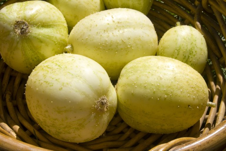 Round Cucumber Varieties, Their Features, And Care Guides