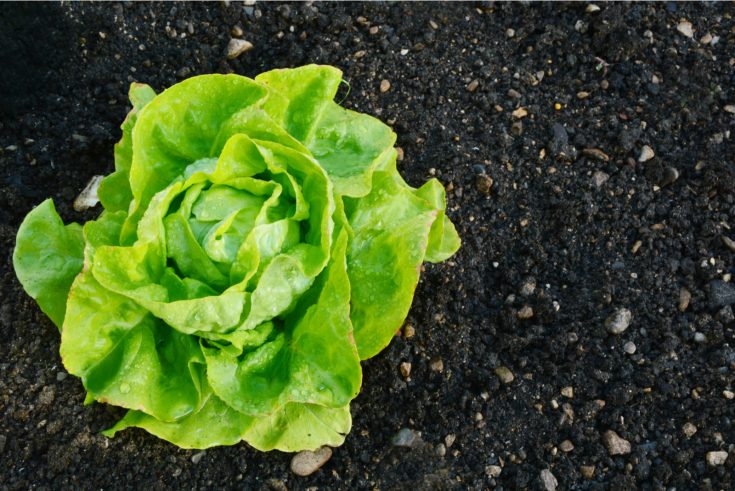5 Reasons For Bitter Lettuce And How To Prevent It