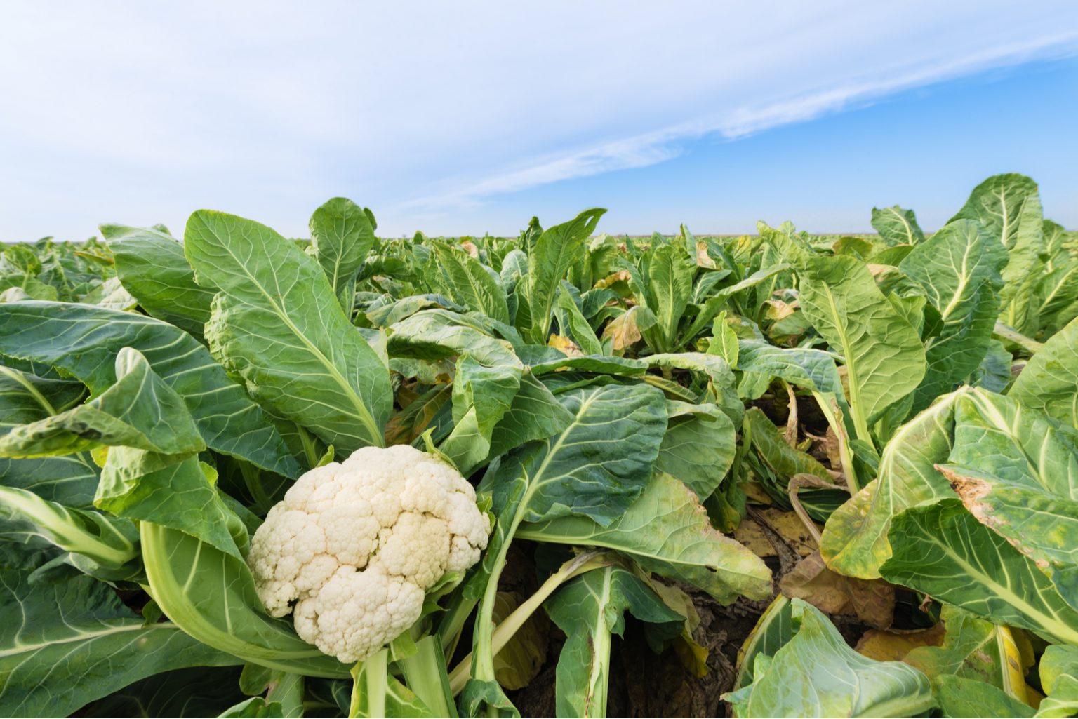 What Are Cauliflower Growing Stages? Check Out The Answer Here