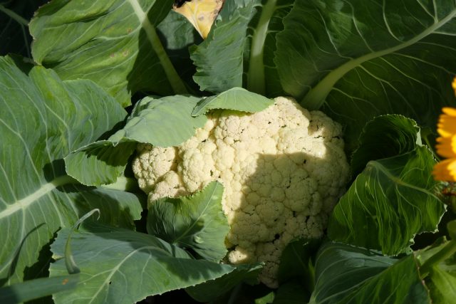 What Are Cauliflower Growing Stages? Check Out The Answer Here