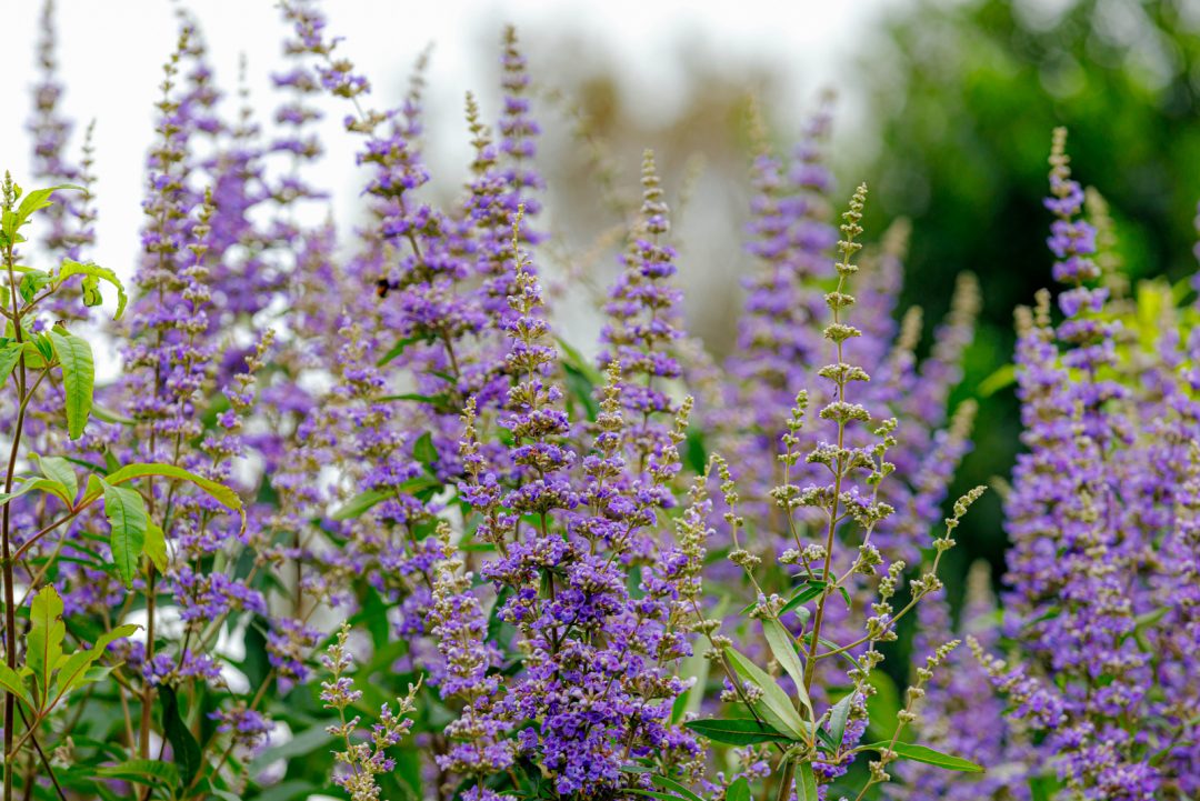 10 Trees With Purple Flowers And Their Care Guides