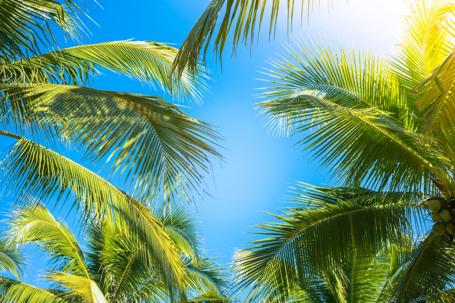 70 Palm Tree Quotes & Sayings To Describe Tropical Beauty