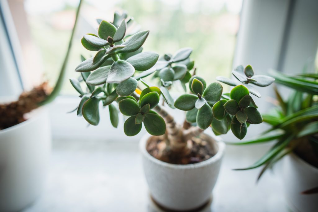 14 Japanese Indoor Plants That Portray Japanese Aesthetic