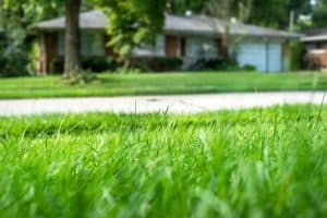 Ryegrass vs Fescue: Everything You Need To Know In One Place