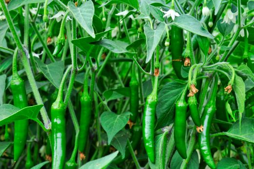 Chilli Flowers: The Answers To All Your Questions