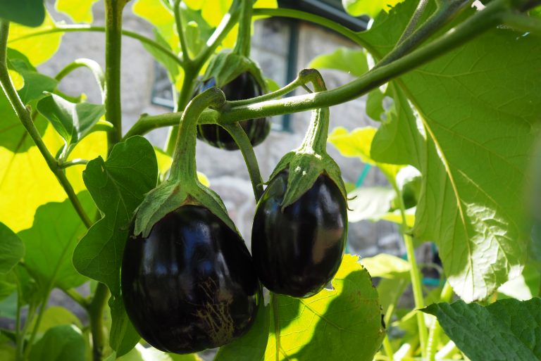 29 Vegetable Plants That Are Perfect For Small Gardens — So You Can ...