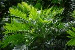 14 Japanese Indoor Plants That Portray Japanese Aesthetic