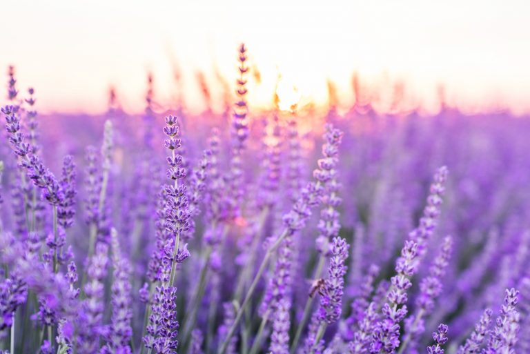 When Does Lavender Bloom? The Answer You’ve Been Looking For