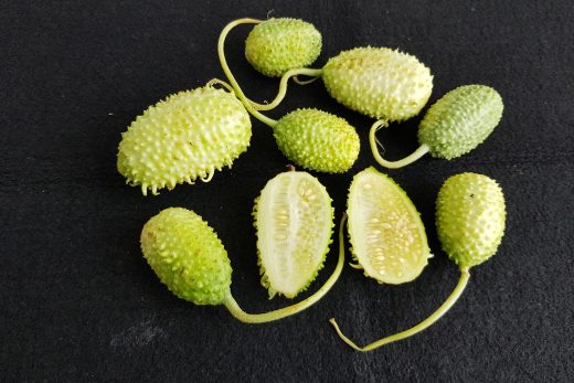 Round Cucumber Varieties, Their Features, And Care Guides