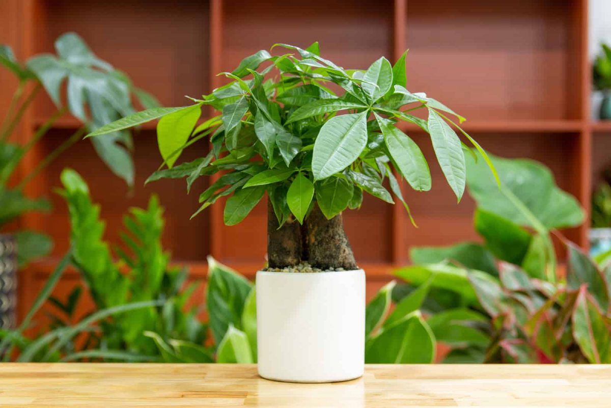Money Tree Root Rot - Symptoms, Causes & How To Treat It