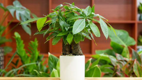 Money Tree Root Rot - Symptoms, Causes & How To Treat It