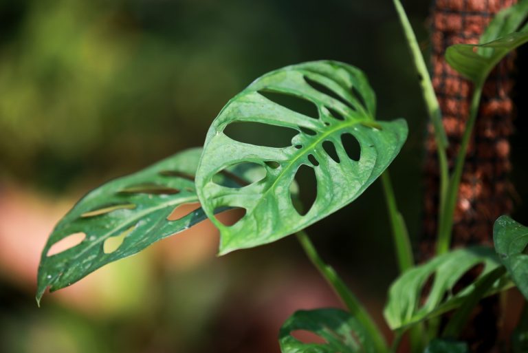 Monstera Acuminata: Features And A Complete Care Guide