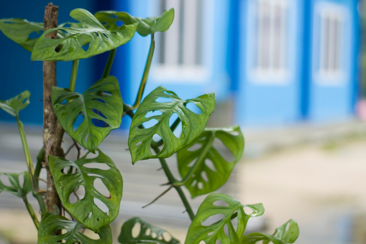 Monstera Acuminata: Features And A Complete Care Guide