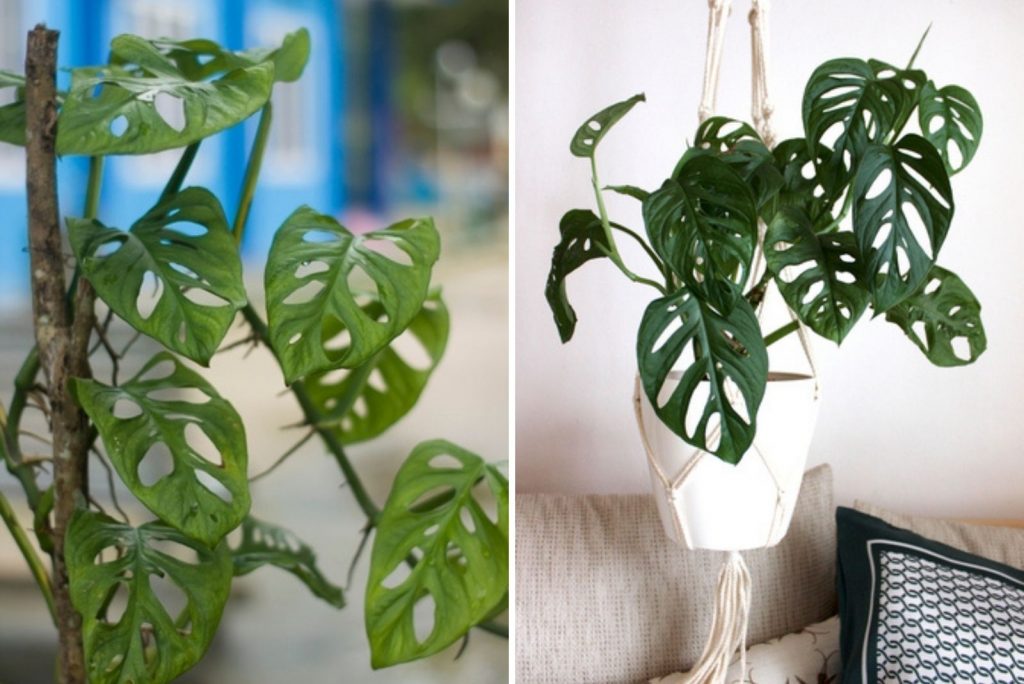 Monstera Acuminata: Features And A Complete Care Guide