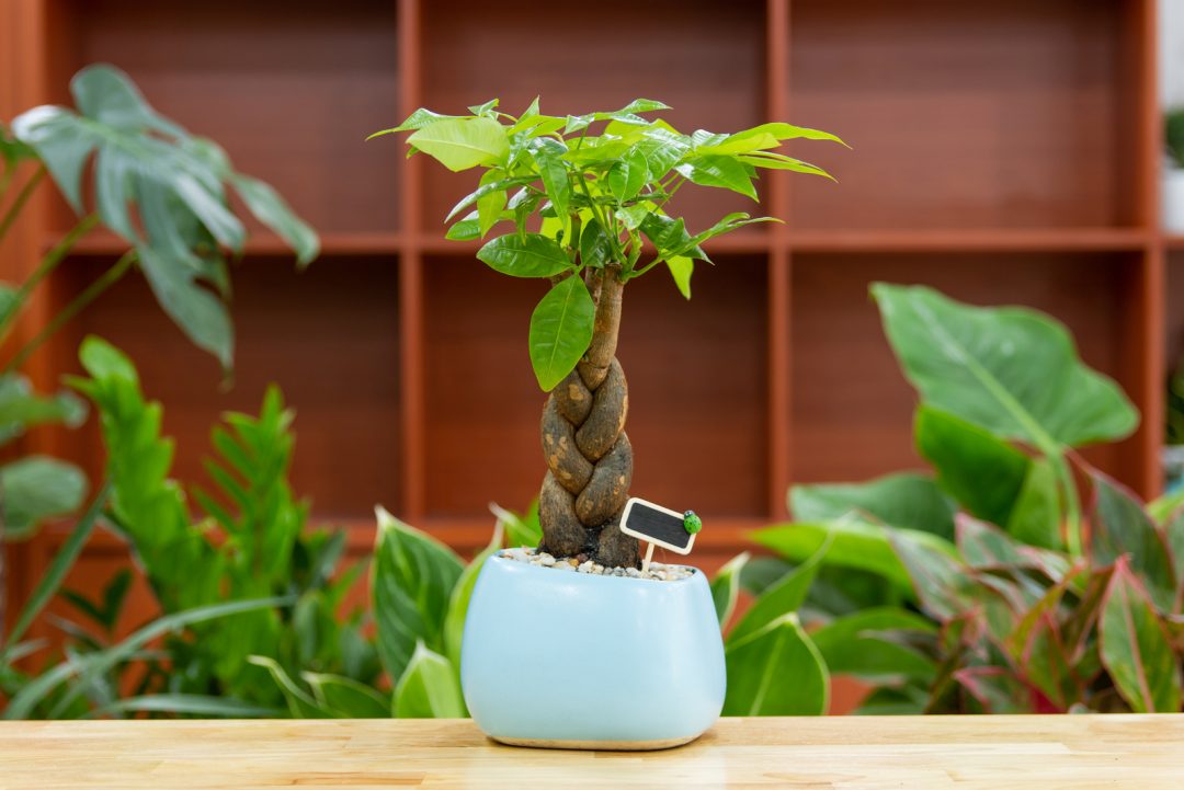 Money Tree Root Rot - Symptoms, Causes & How To Treat It