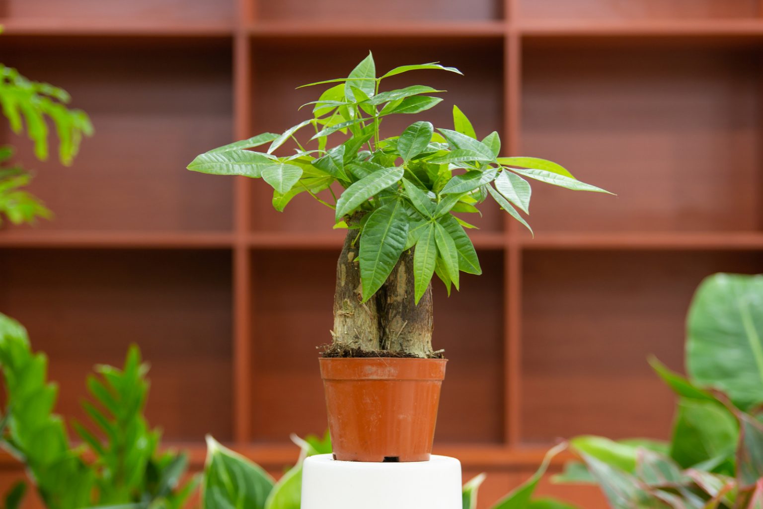 Money Tree Root Rot - Symptoms, Causes & How To Treat It