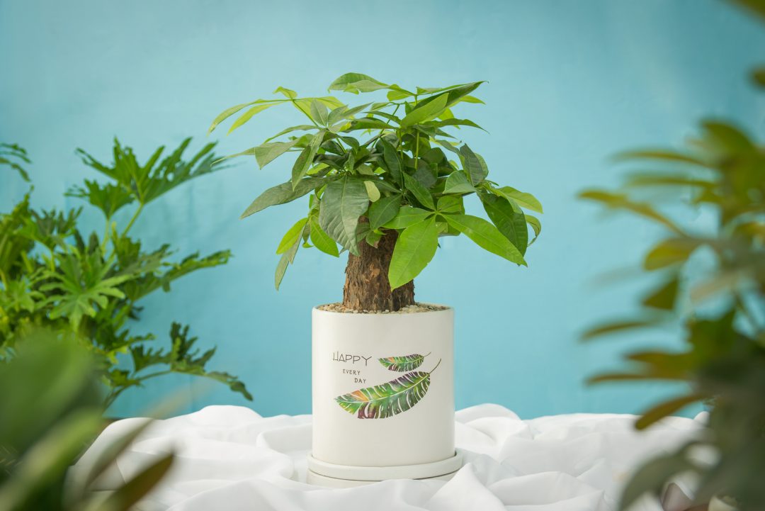 Money Tree Root Rot - Symptoms, Causes & How To Treat It