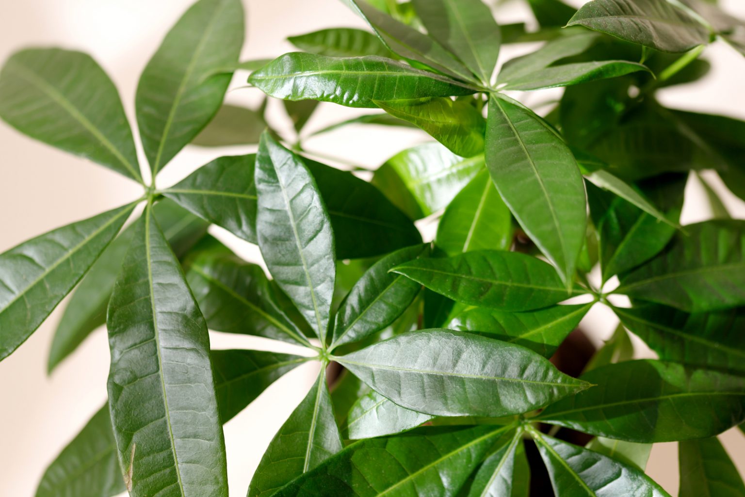 Money Tree Root Rot - Symptoms, Causes & How To Treat It