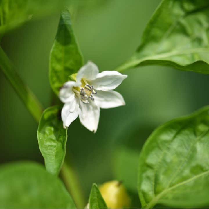 VEGETABLES - Page 3 of 3 - Positivebloom