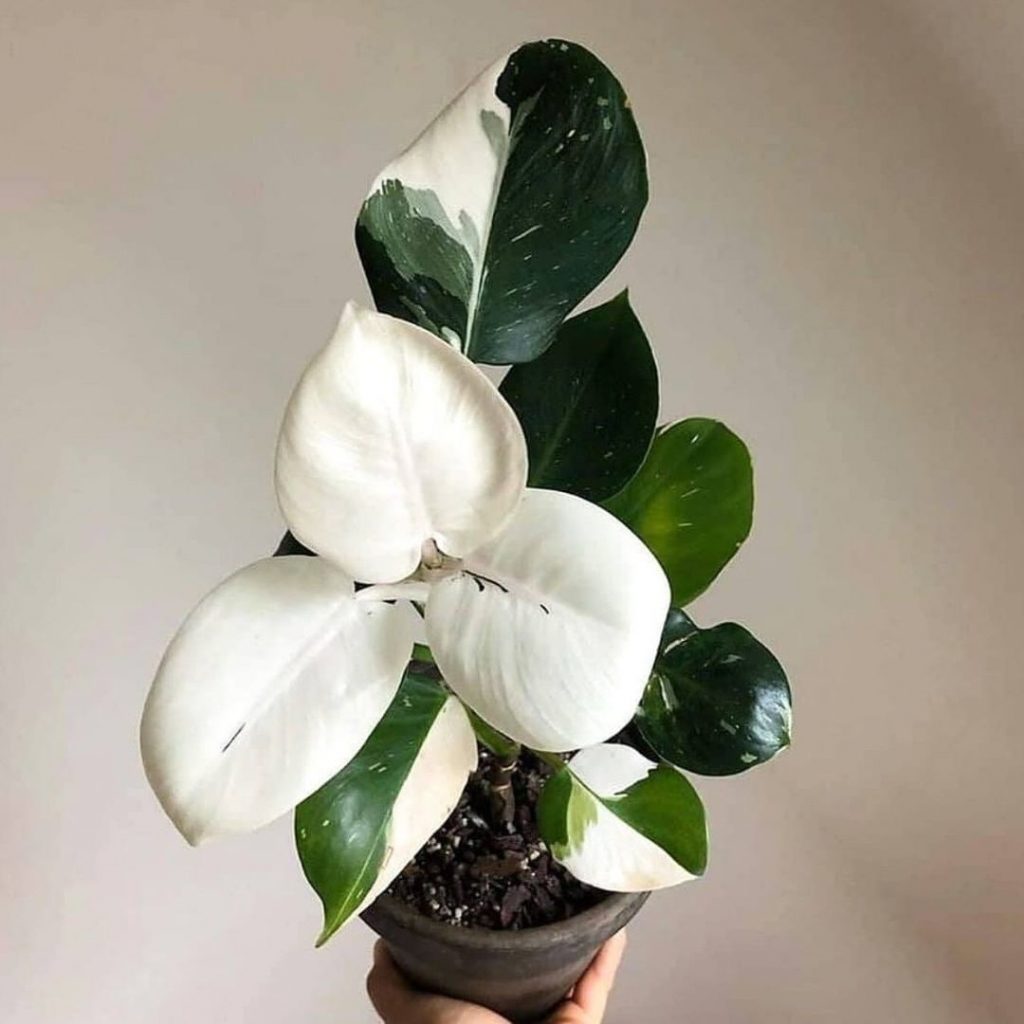 Characteristics Of Philodendron White Wizard vs White Knight