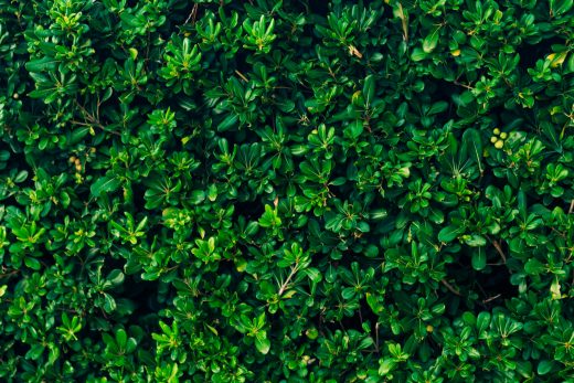 Pittosporum Hedge: 7 Best Pittosporum Varieties For Hedges