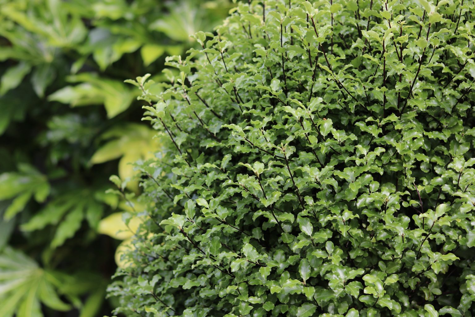 Pittosporum Hedge: 7 Best Pittosporum Varieties For Hedges