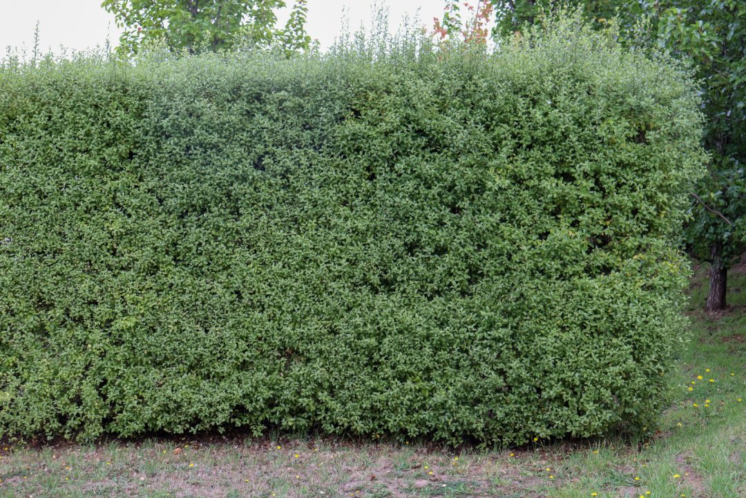Pittosporum Hedge: 7 Best Pittosporum Varieties For Hedges
