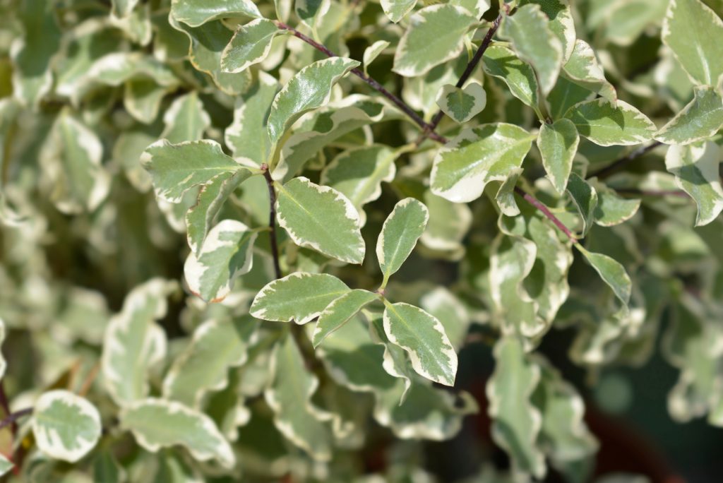 Pittosporum Hedge: 7 Best Pittosporum Varieties For Hedges
