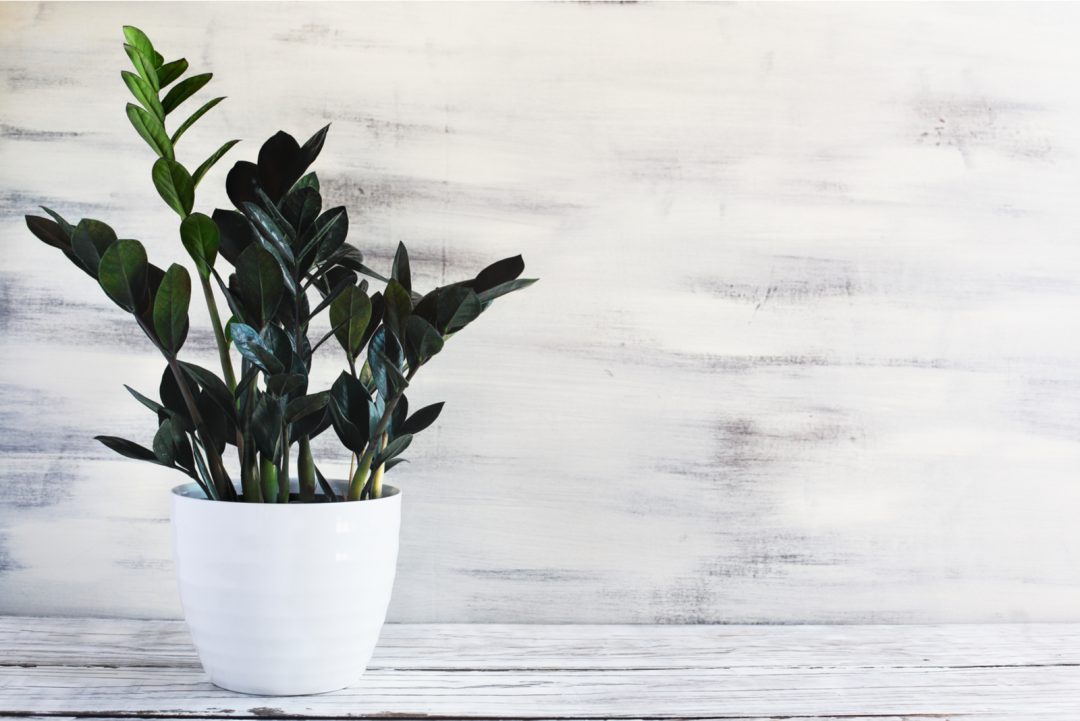 10 Black House Plants That Can Light Up Your World