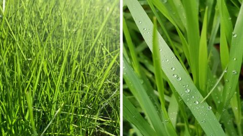 Ryegrass vs Fescue: Everything You Need To Know In One Place