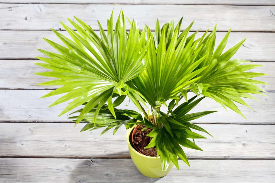 Signs Of An Overwatered Palm Tree And How To Save It