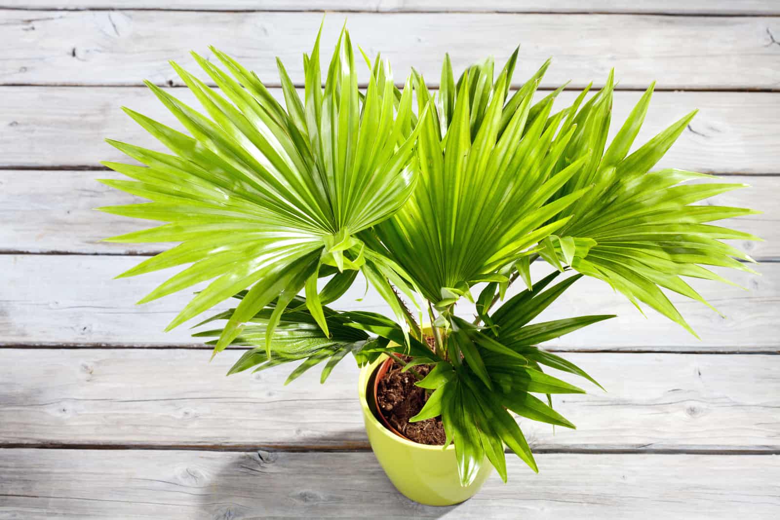 Signs Of An Overwatered Palm Tree And How To Save It Signs Of An Overwatered Palm Tree And How To Save It