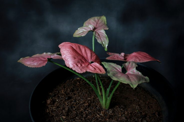 Think Pink: Complete Guide To A Syngonium Neon Robusta