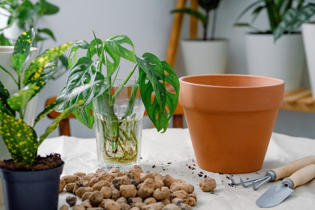 Monstera Acuminata: Features And A Complete Care Guide