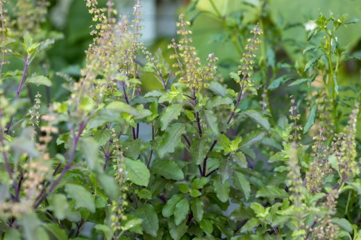 How To Save Tulsi Plant From Dying: Everything You Need To Know