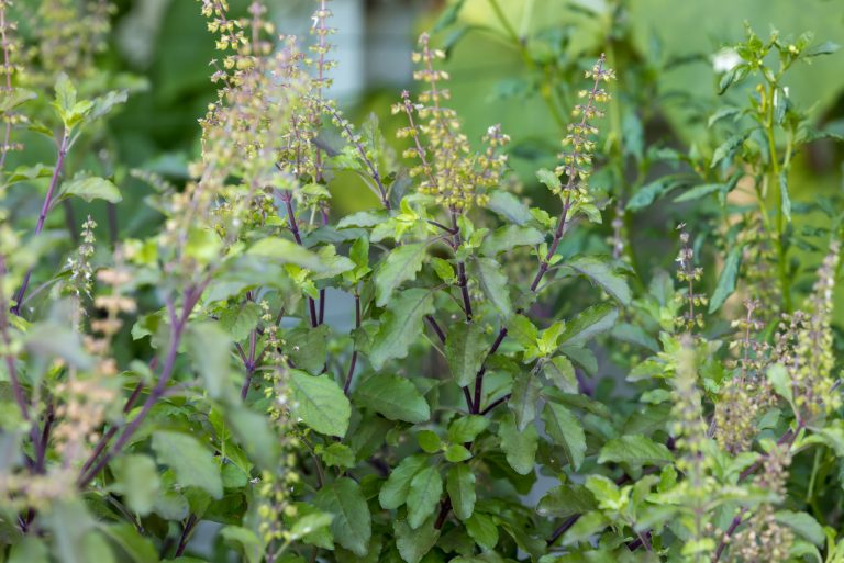 How To Save Tulsi Plant From Dying: Everything You Need To Know