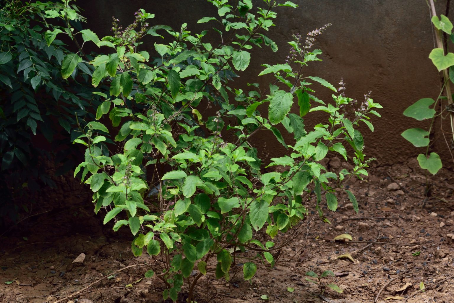 How To Save Tulsi Plant From Dying: Everything You Need To Know