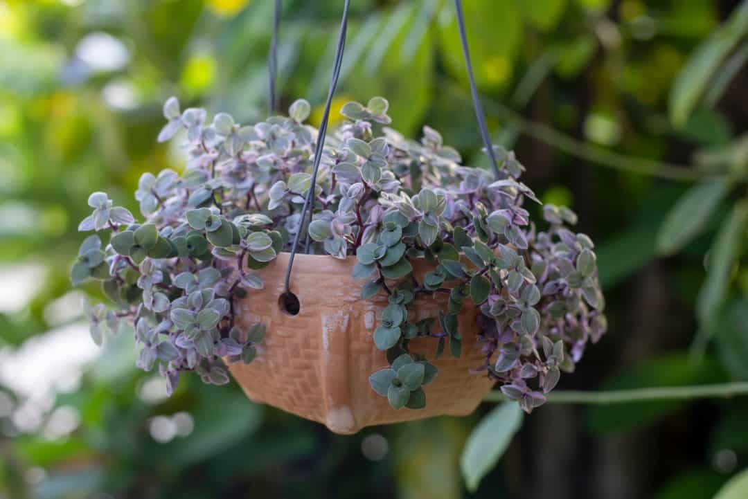 Turtle Vine aka Callisia Repens: How To Grow And Care For It