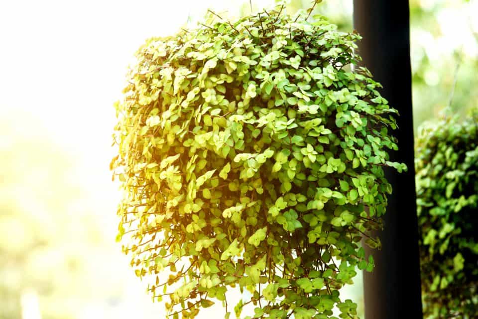 Turtle Vine aka Callisia Repens: How To Grow And Care For It