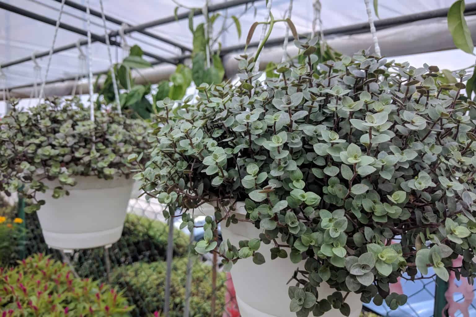 Turtle Vine aka Callisia Repens: How To Grow And Care For It
