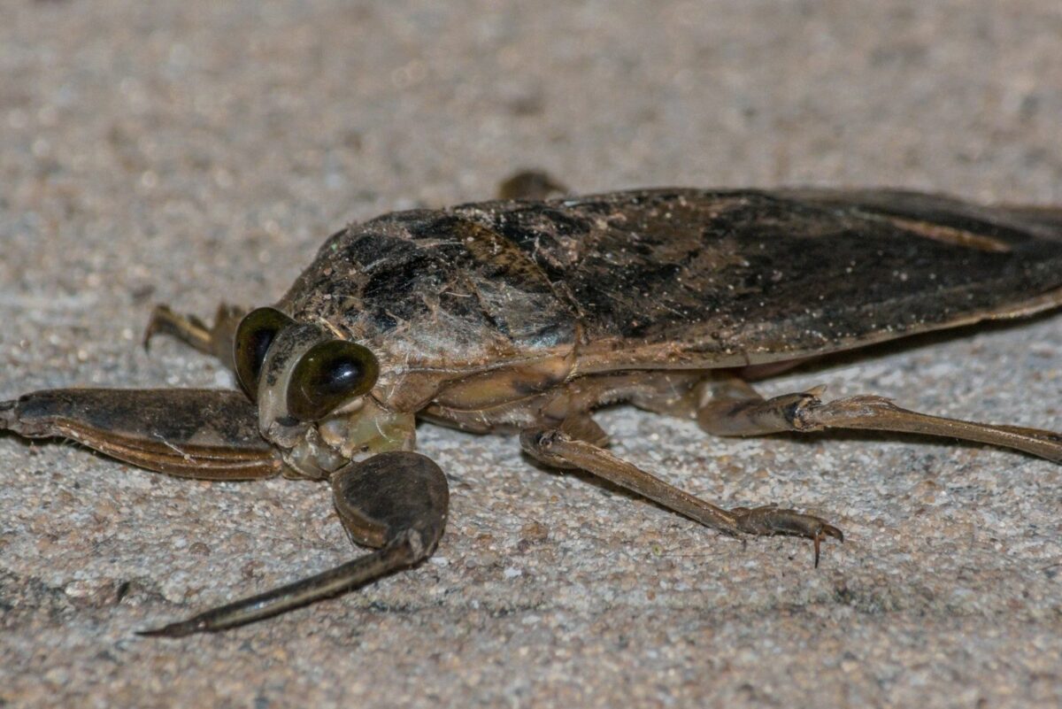 Why Do Water Bugs Come Out In The Summer? The Main Reason