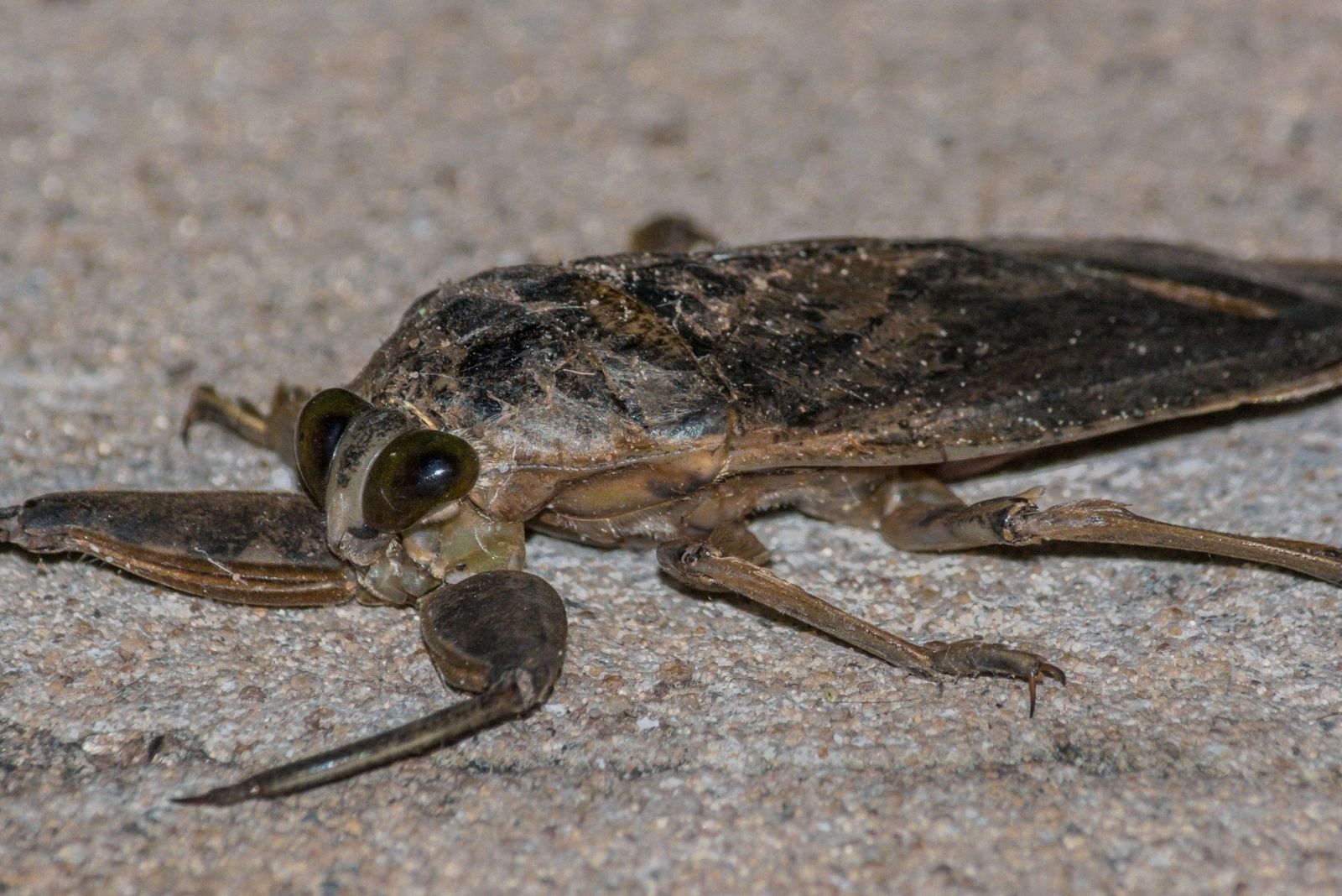 Why Do Water Bugs Come Out In The Summer? The Main Reason