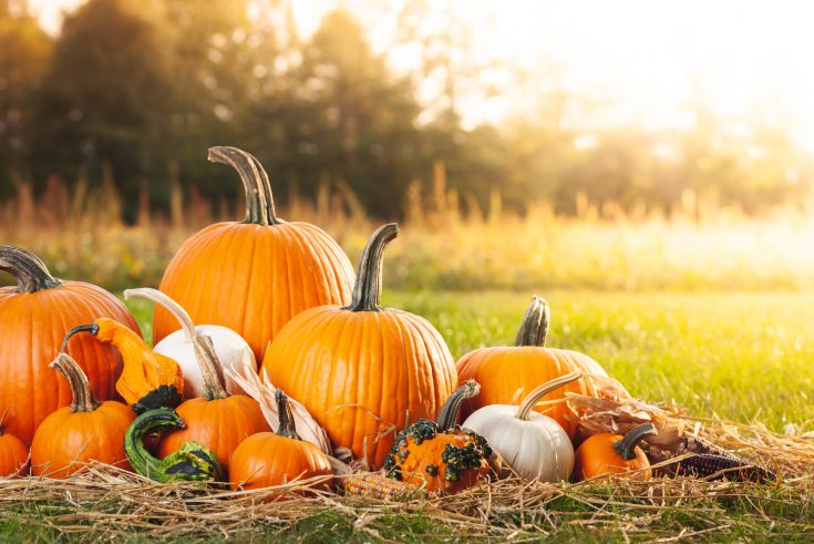 What To Expect During Different Pumpkin Growing Stages