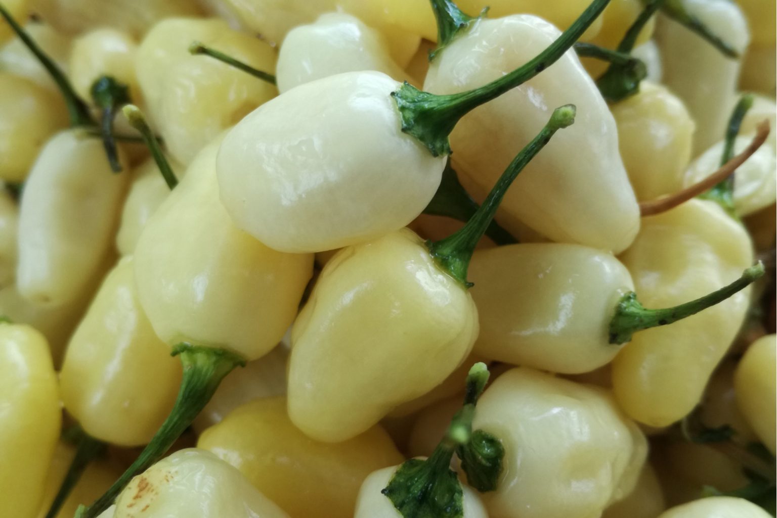 Habanero Pepper Scoville Ratings: Starting From The Hottest