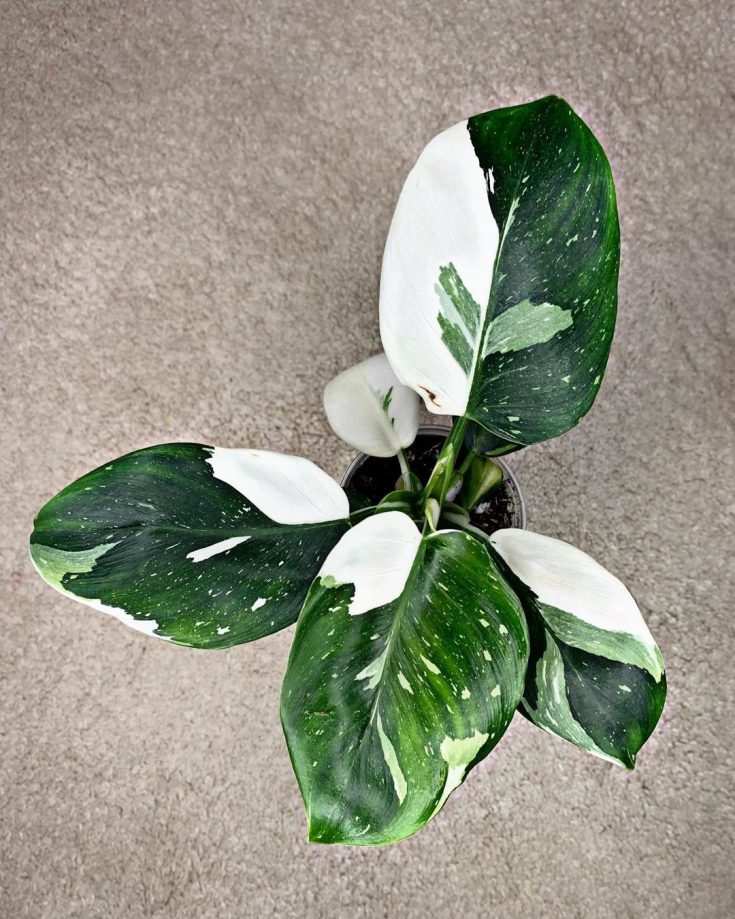 Characteristics Of Philodendron White Wizard vs White Knight