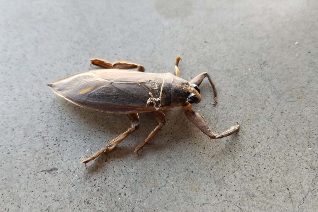 Why Do Water Bugs Come Out In The Summer? The Main Reason