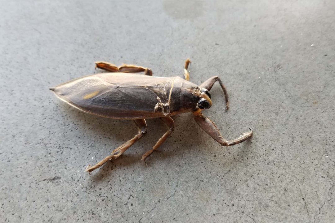 Why Do Water Bugs Come Out In The Summer? The Main Reason