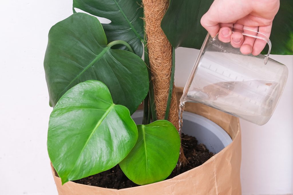 Signs Of An Underwatered Monstera & How To Revive It