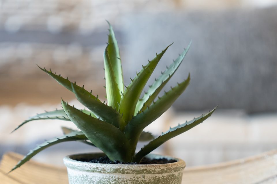 10 Plants With Spiky Leaves That Every Home Needs