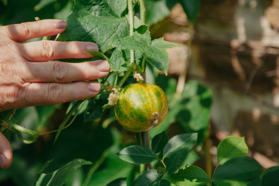 Round Cucumber Varieties, Their Features, And Care Guides